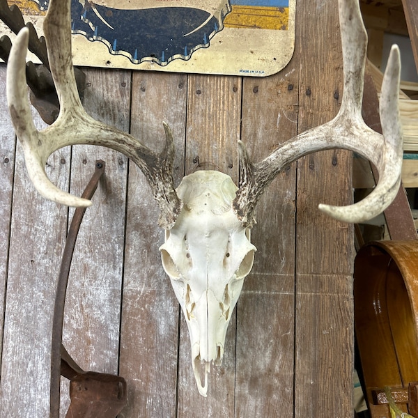 Skull With Antlers - Etsy