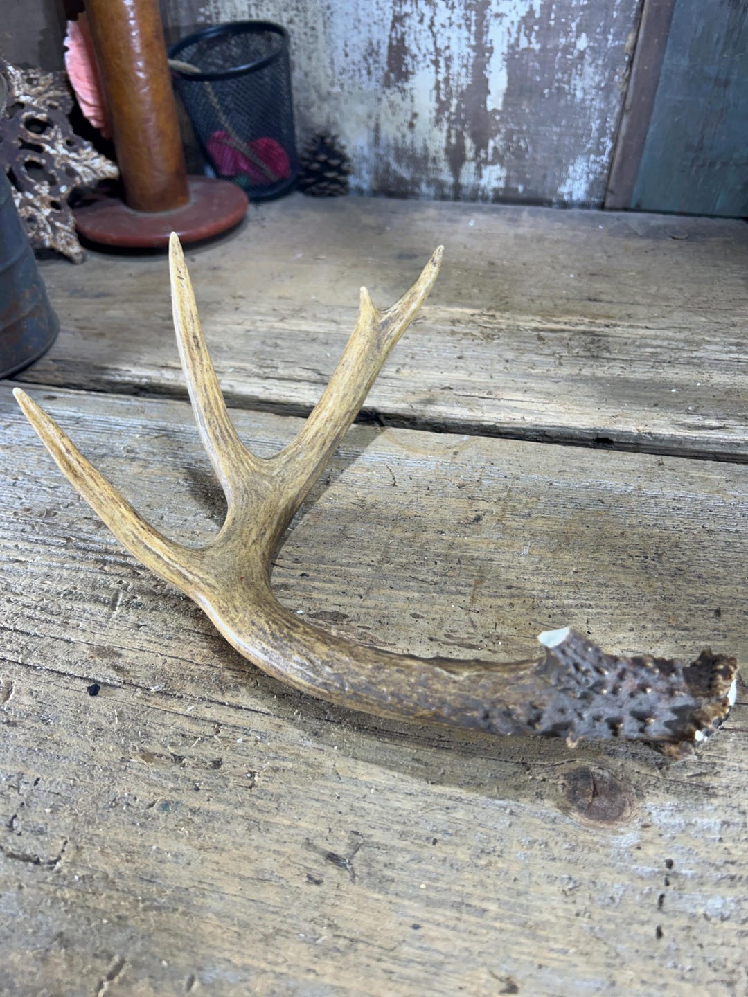Whitetail Deer Antler . ..cleaned, Crafts - Etsy