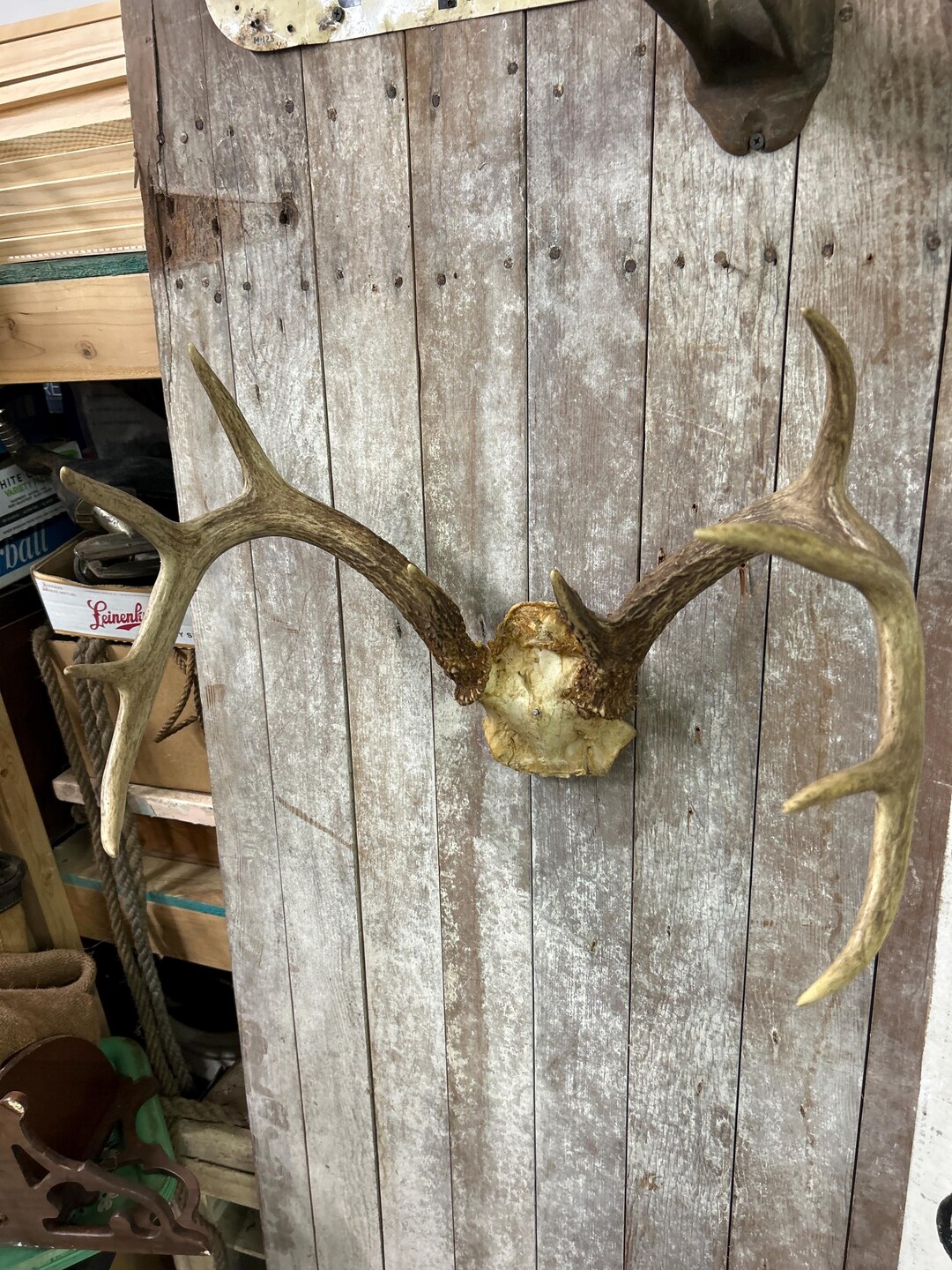 Whitetail Deer Antlers.. .horns. 10 Pointer, Taxidermy - Etsy