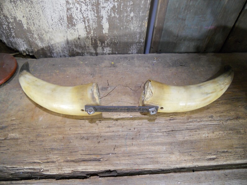 Cowboy Wall Hung Steer Horns Cow Horns - Etsy