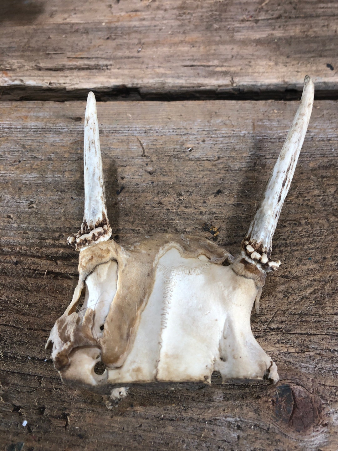 Whitetail Deer Skullcap With Antlers - Etsy