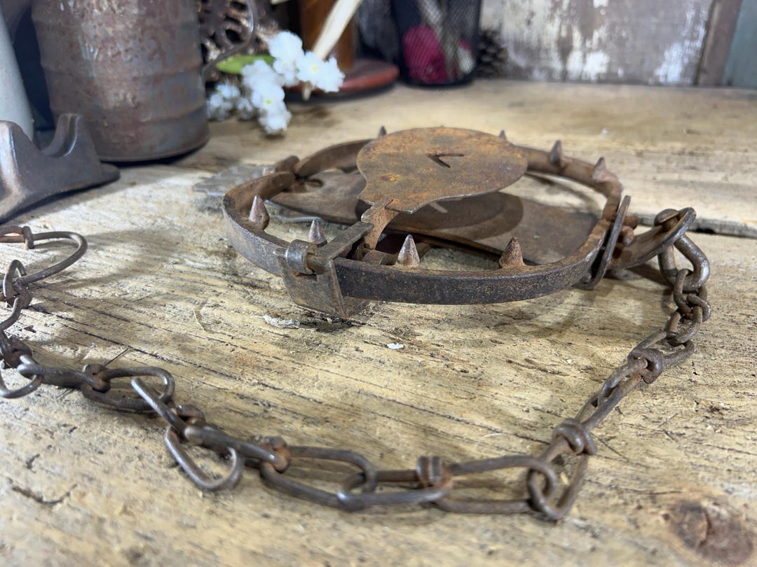 Vintage Wolf Trap , Beaver/ With Teeth! Victor - Etsy