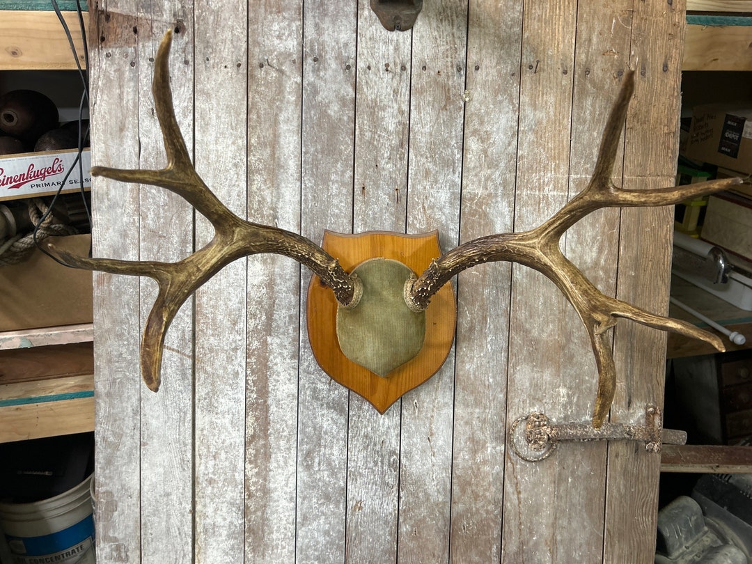 Whitetail / Mule Deer Antlers, Mount 12 Point, 21 Spread - Etsy