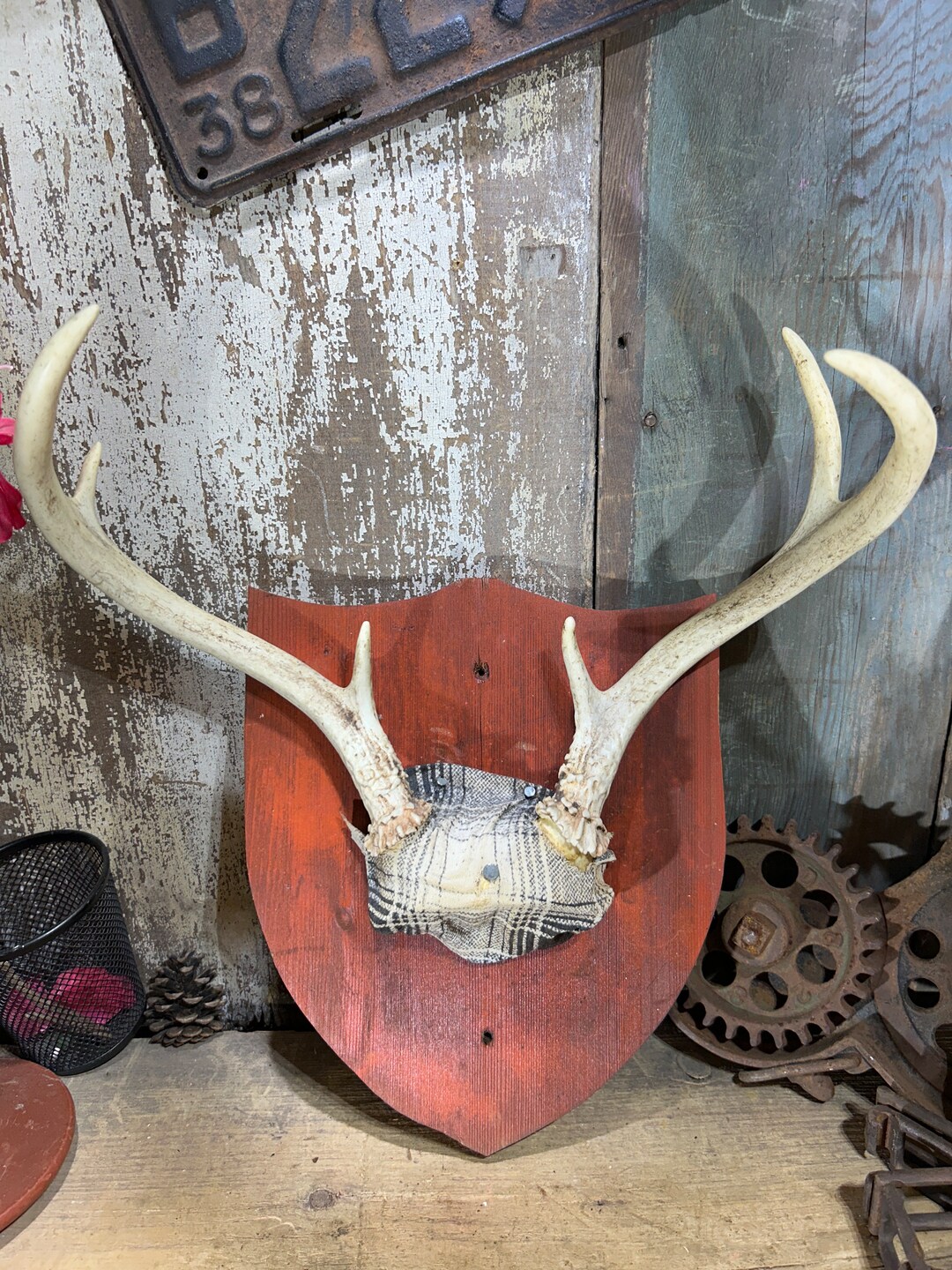 Whitetail Deer Antlers, Mount - Etsy