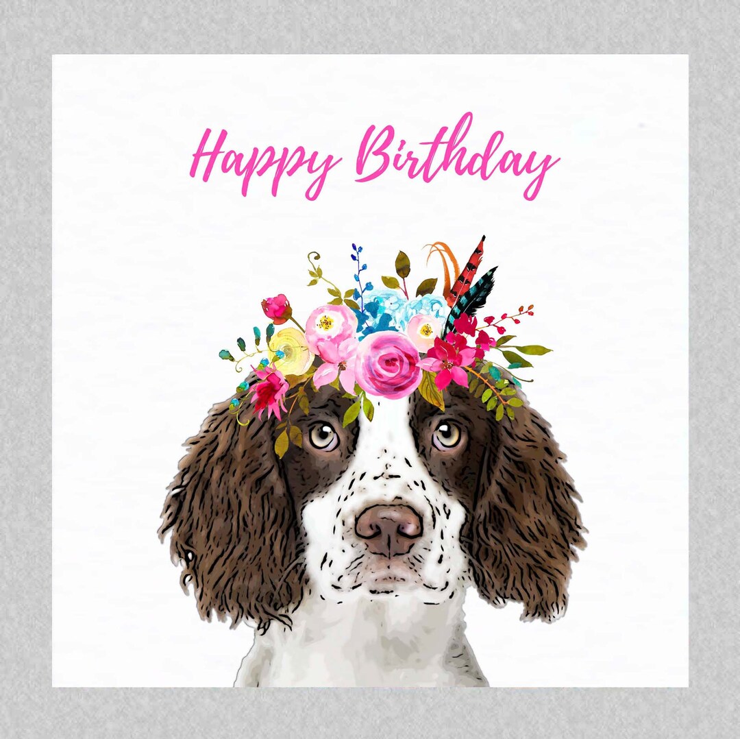 Springer Spaniel Birthday Card Greeting Card Gift - Etsy UK