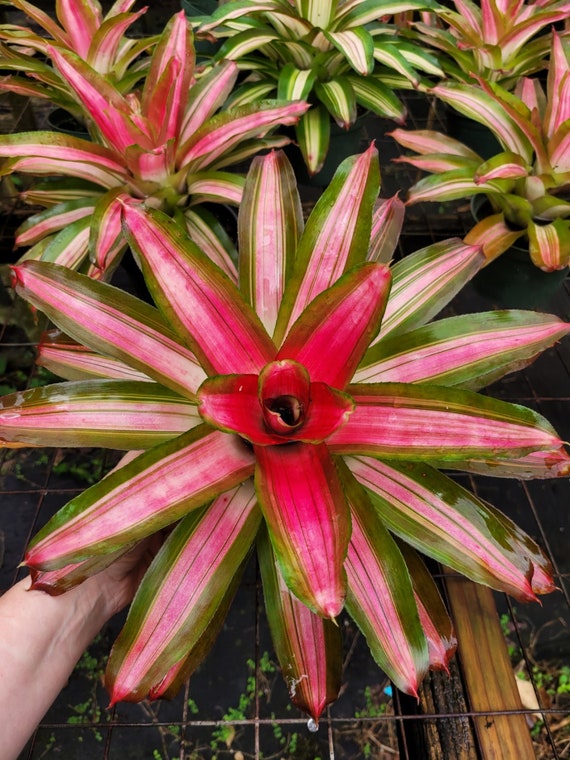 Tricolor Bromeliad