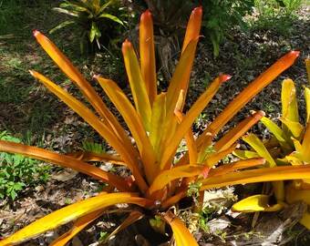 Orange Bromeliad Aechmea Blanchetiana 'red Raspberry ' - Etsy