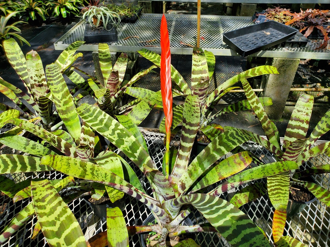 Vresia 'splenriet' Bromeliad - Etsy