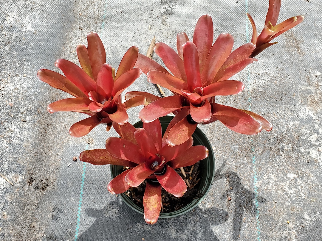 Neoregelia Fireball - Etsy