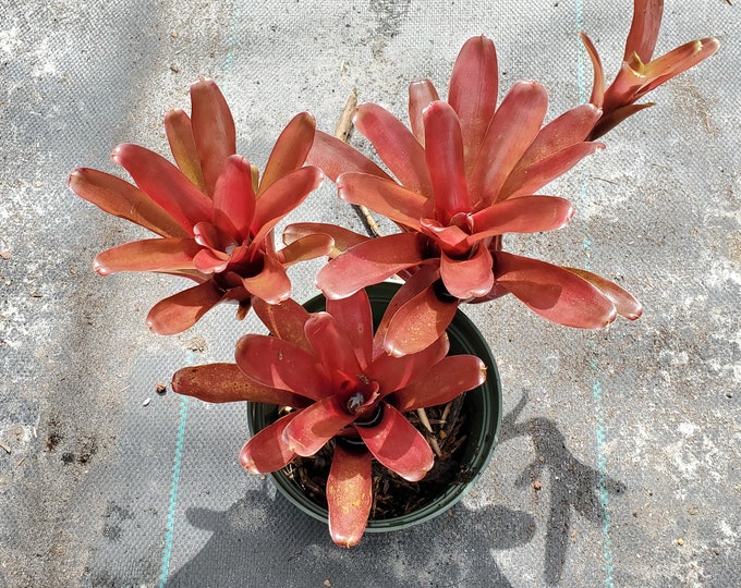 Neoregelia Fireball - Etsy