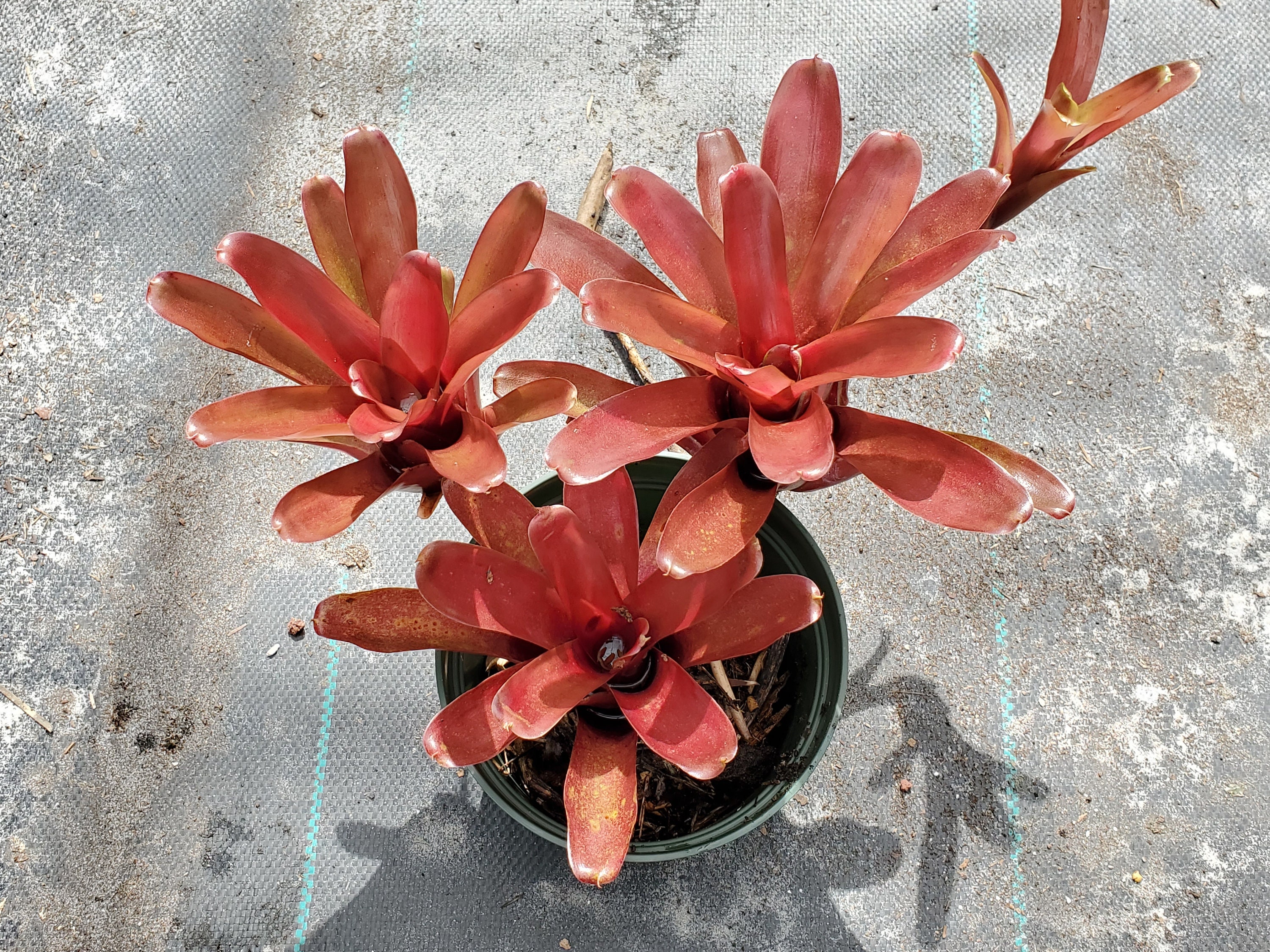 Bromeliad Neoregelia Fireball