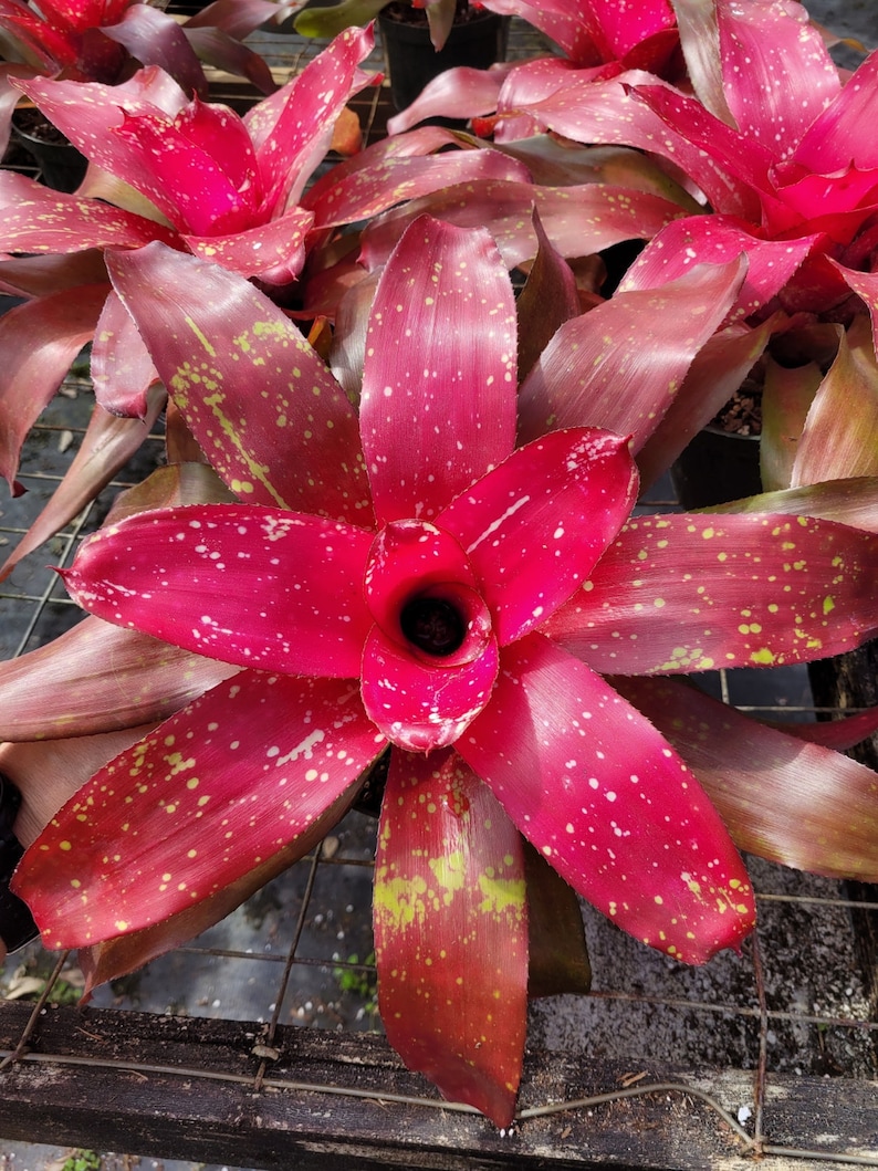 Neoregelia Treasure Royale - Etsy