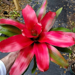 Neoregelia Magali - Etsy