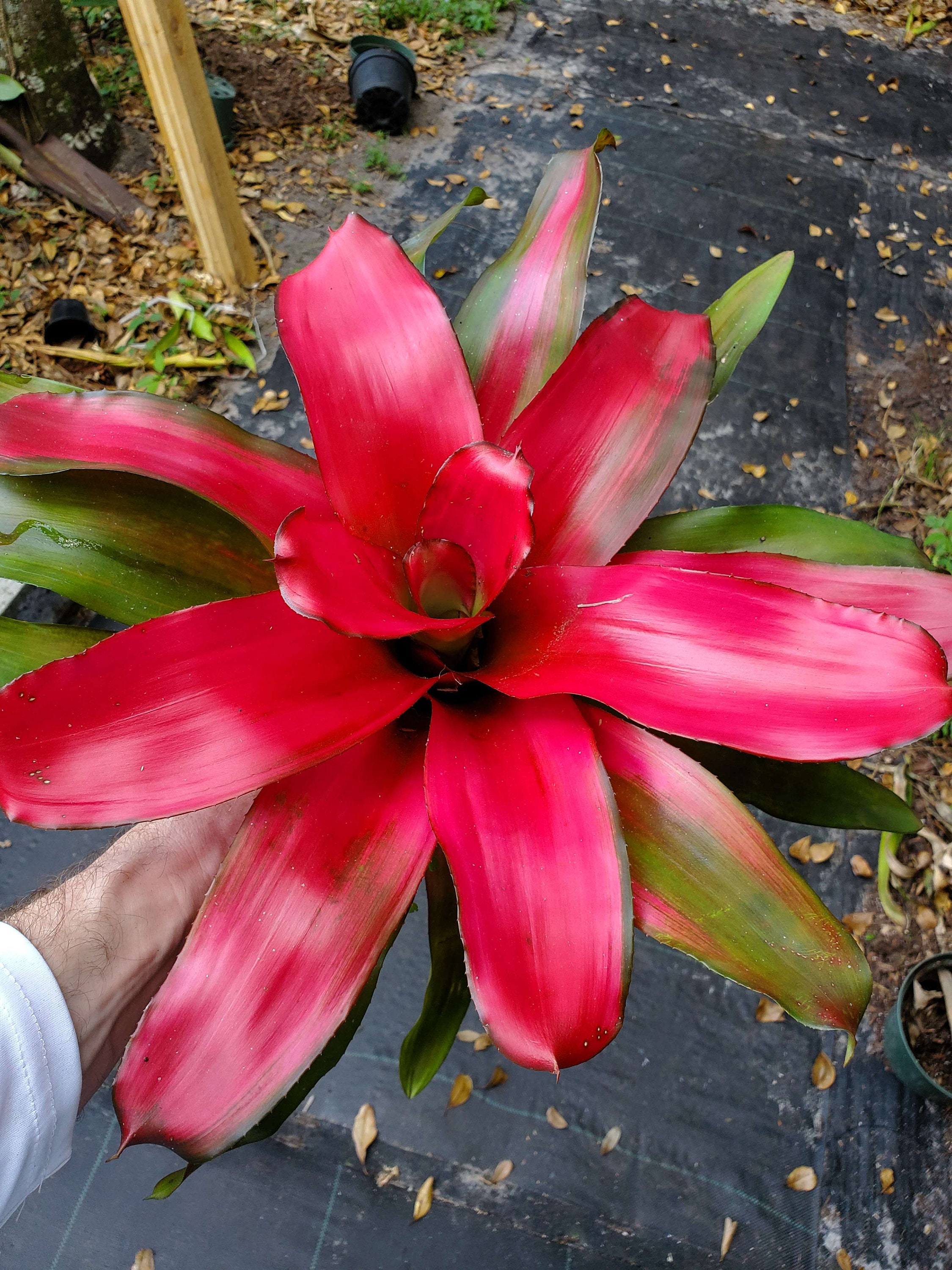Neoregelia Magali - Etsy