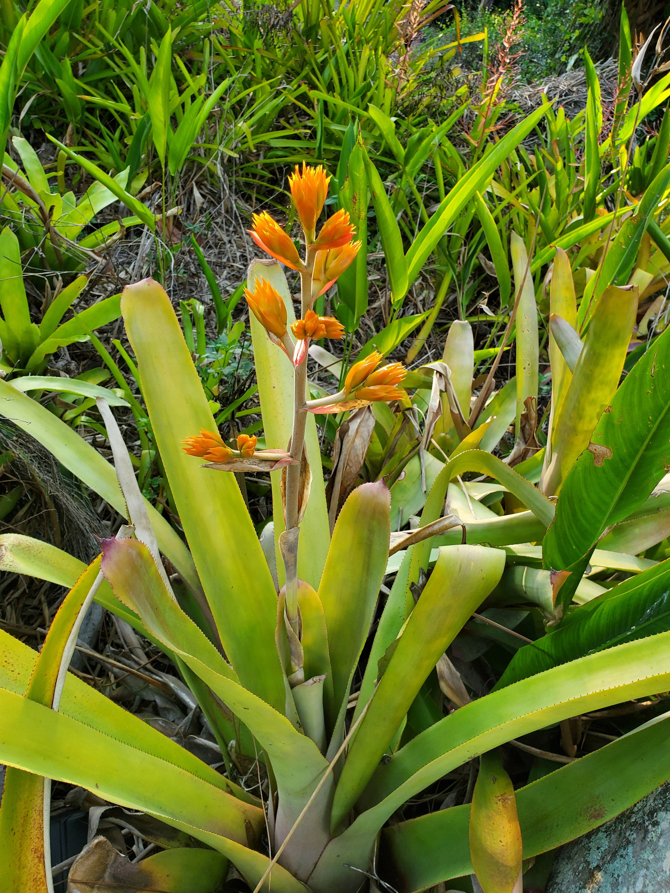 Aechmea Rubens - Etsy