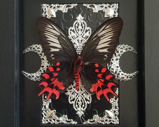 PREORDER Vampire Butterfly Black Ballerina Atrophaneura Semperi in ...