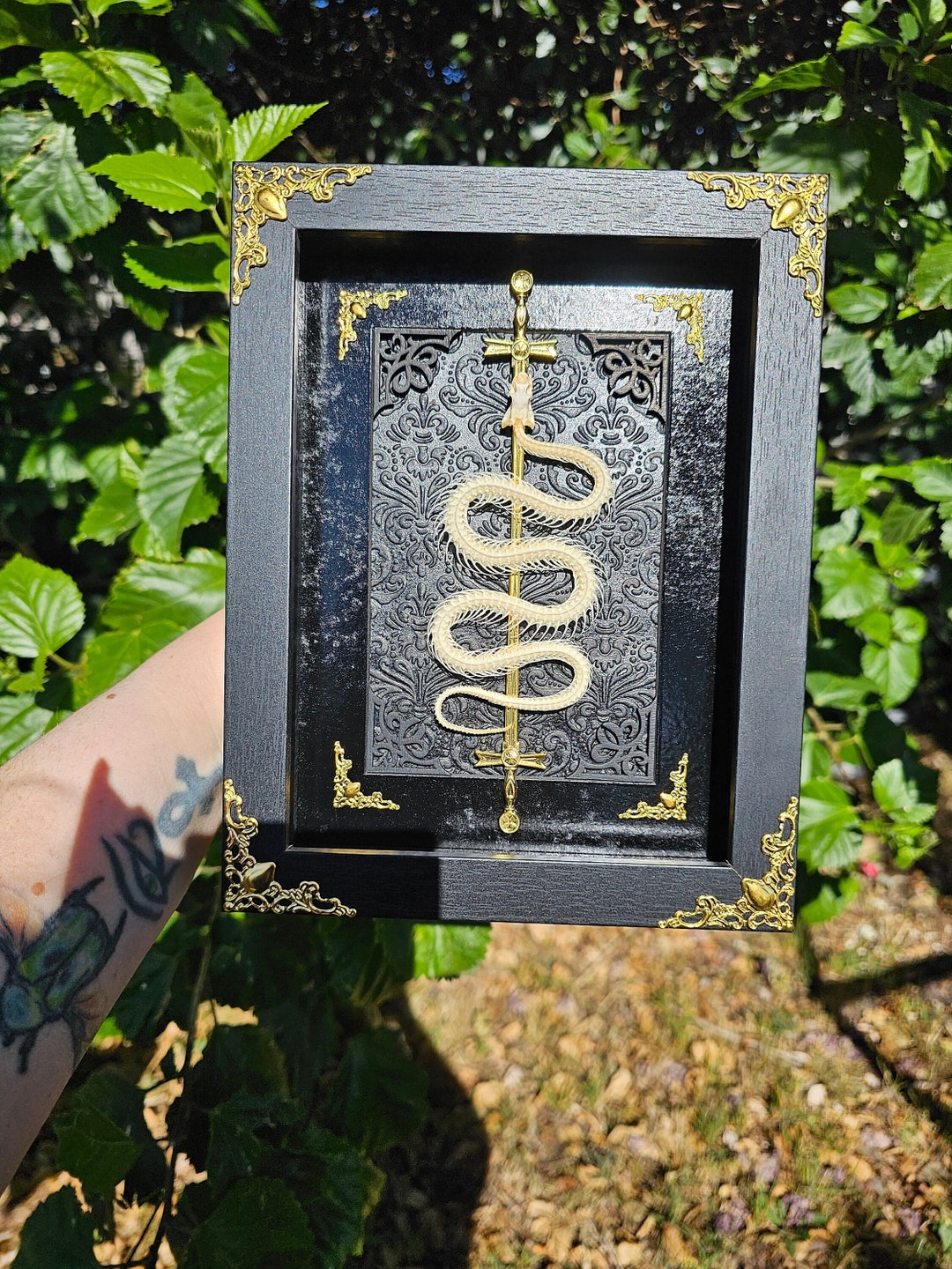 PREORDER Real Snake Skeleton Hypsiscopus Plumbea in GOLD Gothic Frame ...