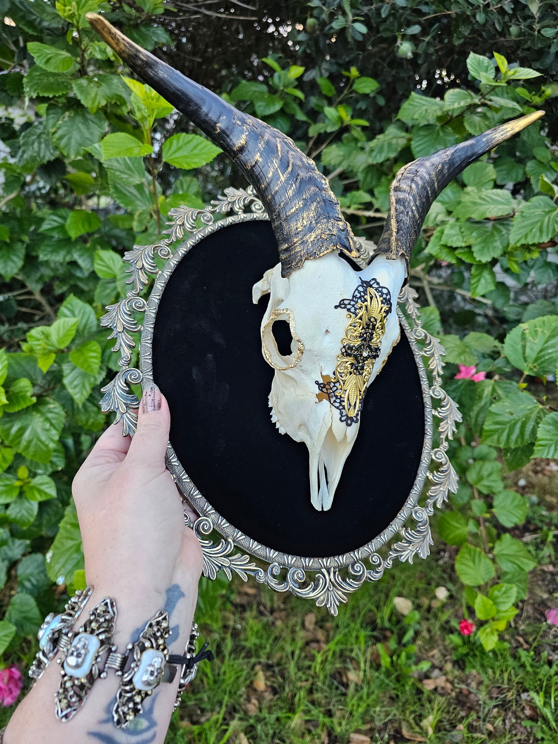 IN STOCK Large Goat Skull in Ornate Vintage Brass Frame on Black Velvet ...