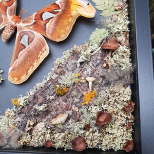 IN STOCK Actias Atlas (atlas Moth) Ex Pupae Specimen 3D Deep Shadow Box ...