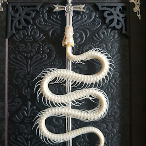 PREORDER Real Snake Skeleton Hypsiscopus Plumbea in Gothic Frame 3D ...
