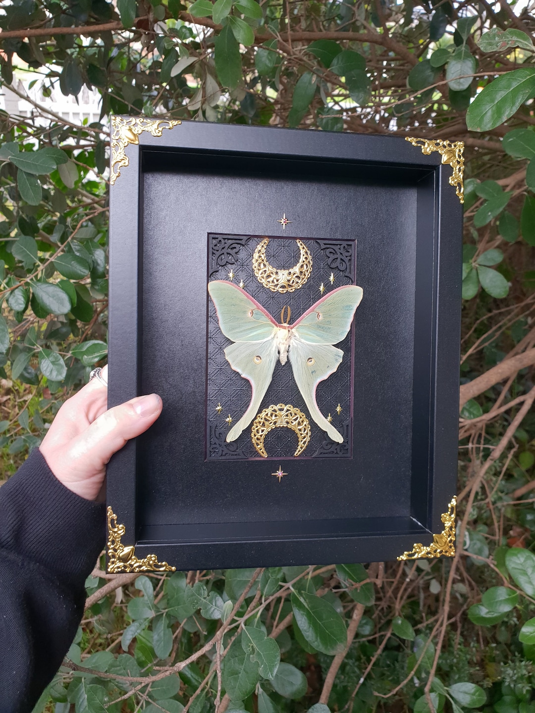 PREORDER Actias Luna (luna Moth) in Gothic Tarot Frame 3D Deep Shadow ...