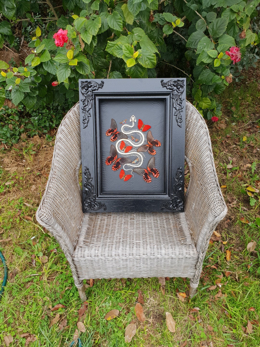 IN STOCK White Lipped Pit Vipper, 4 Scarlet Mormon, 3 Blood Red Gliders ...