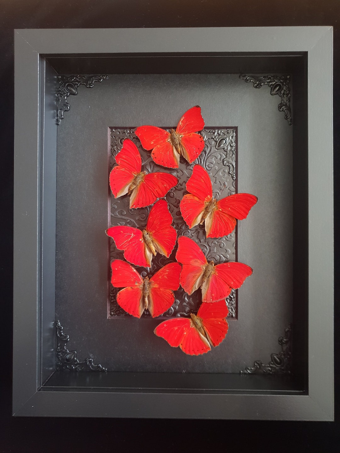 PREORDER the Blood-red Glider Cymothoe Sangaris 7 Red Butterflies in ...