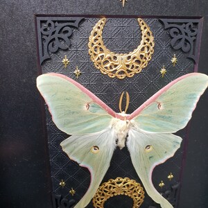 PREORDER Actias Luna (luna Moth) in Gothic Tarot Frame 3D Deep Shadow ...