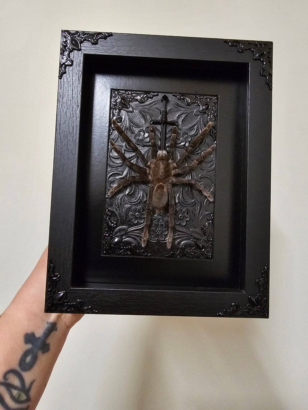 Preorder Tarantula Selenocosmia Javanensis Dolichoplectra In Gothic