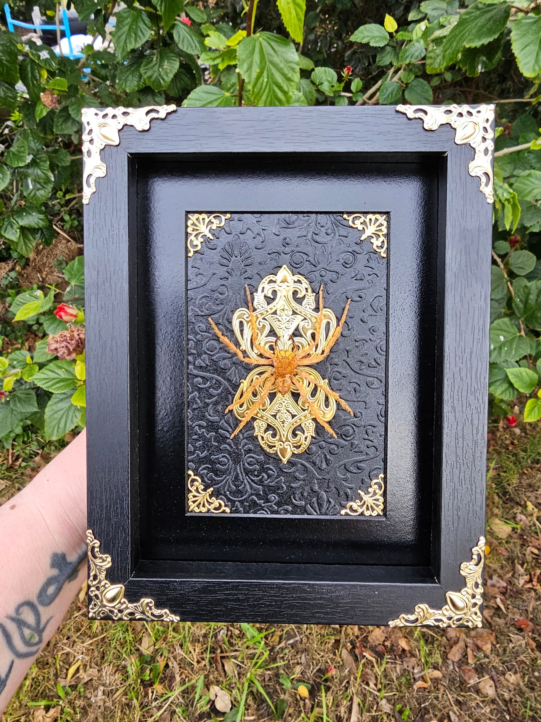 IN STOCK Orange Huntsman SPIDER Heteropoda Davidbowie in Gothic Frame ...