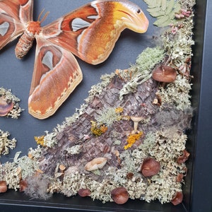 IN STOCK Actias Atlas (atlas Moth) Ex Pupae Specimen 3D Deep Shadow Box ...