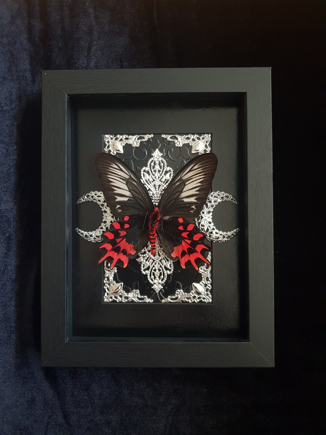 PREORDER Vampire Butterfly Black Ballerina Atrophaneura Semperi in ...