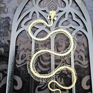 IN STOCK White Lipped Pit Viper Skeleton (trimeresurus Albolabris) on a ...