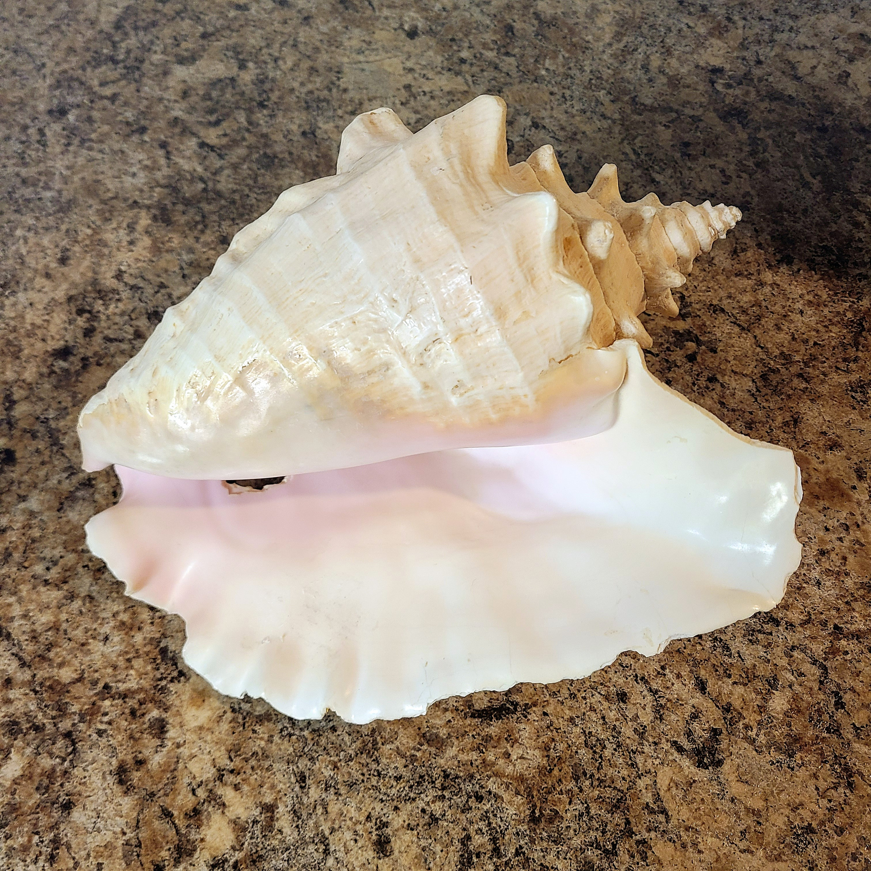 Vintage Large 10 Conch Trumpet Shell Genuine Seashell - Etsy UK