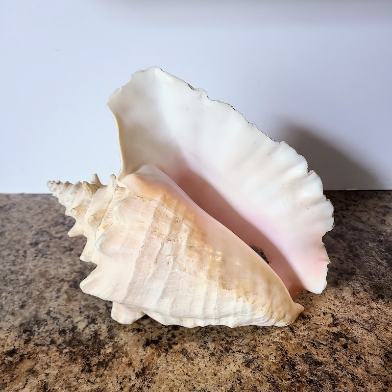 Conch Sea Shell - Etsy