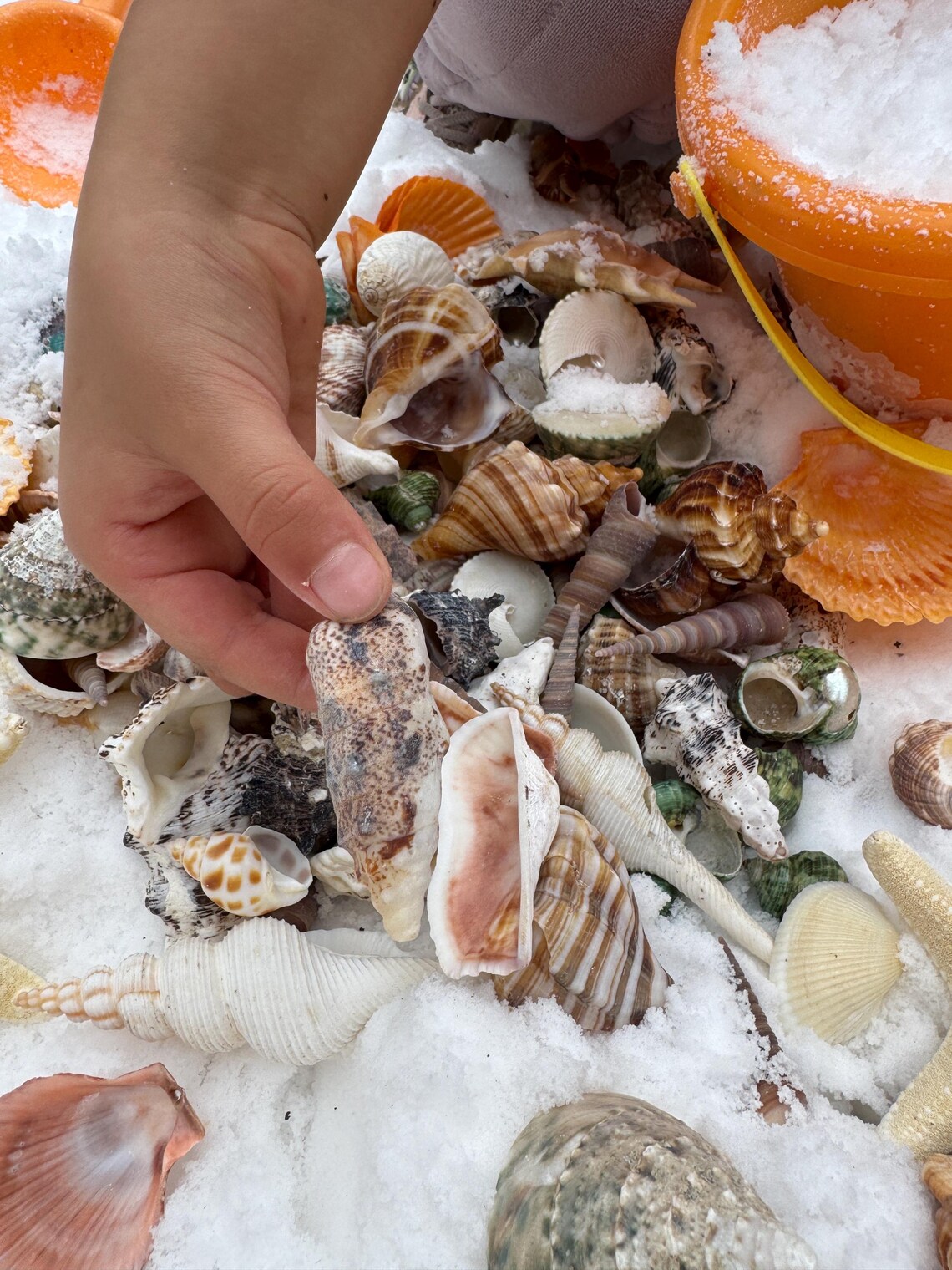 Seashell Role Play Kit, Beach Kit Shells Bundle of 10 Mermaid Shell ...