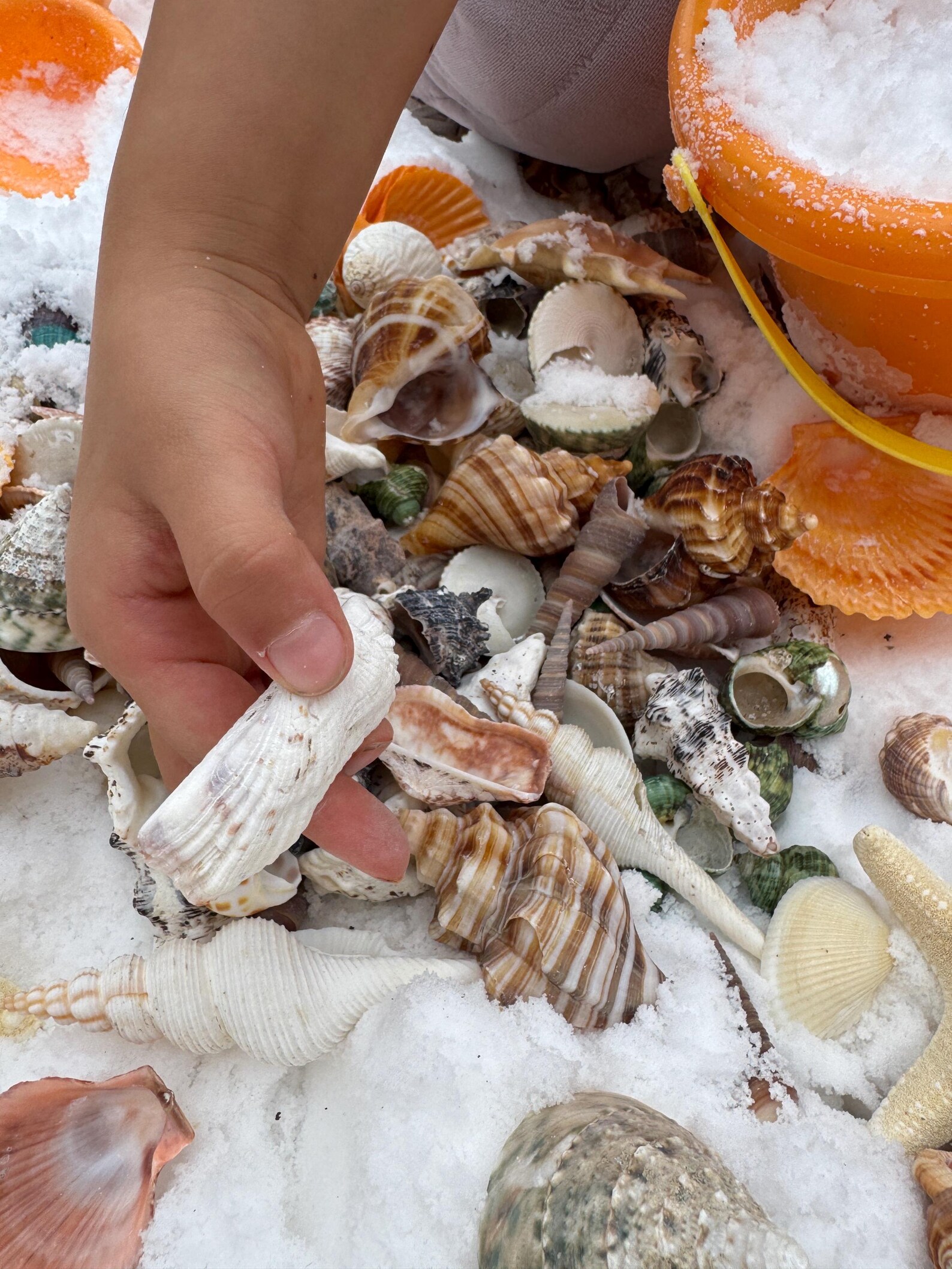 Seashell Role Play Kit, Beach Kit Shells Bundle of 10 Mermaid Shell ...