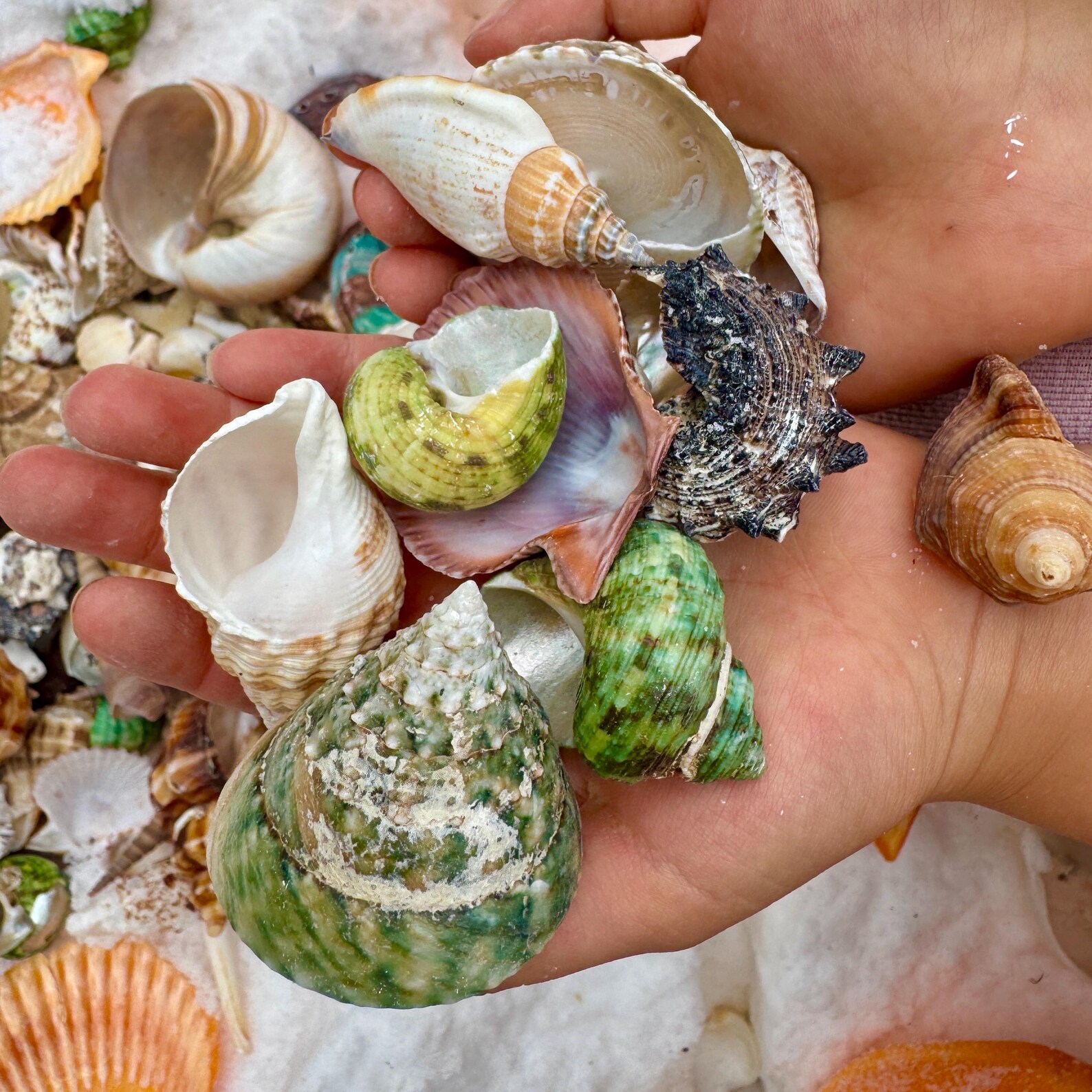Seashell Role Play Kit, Beach Kit Shells Bundle of 10 Mermaid Shell ...