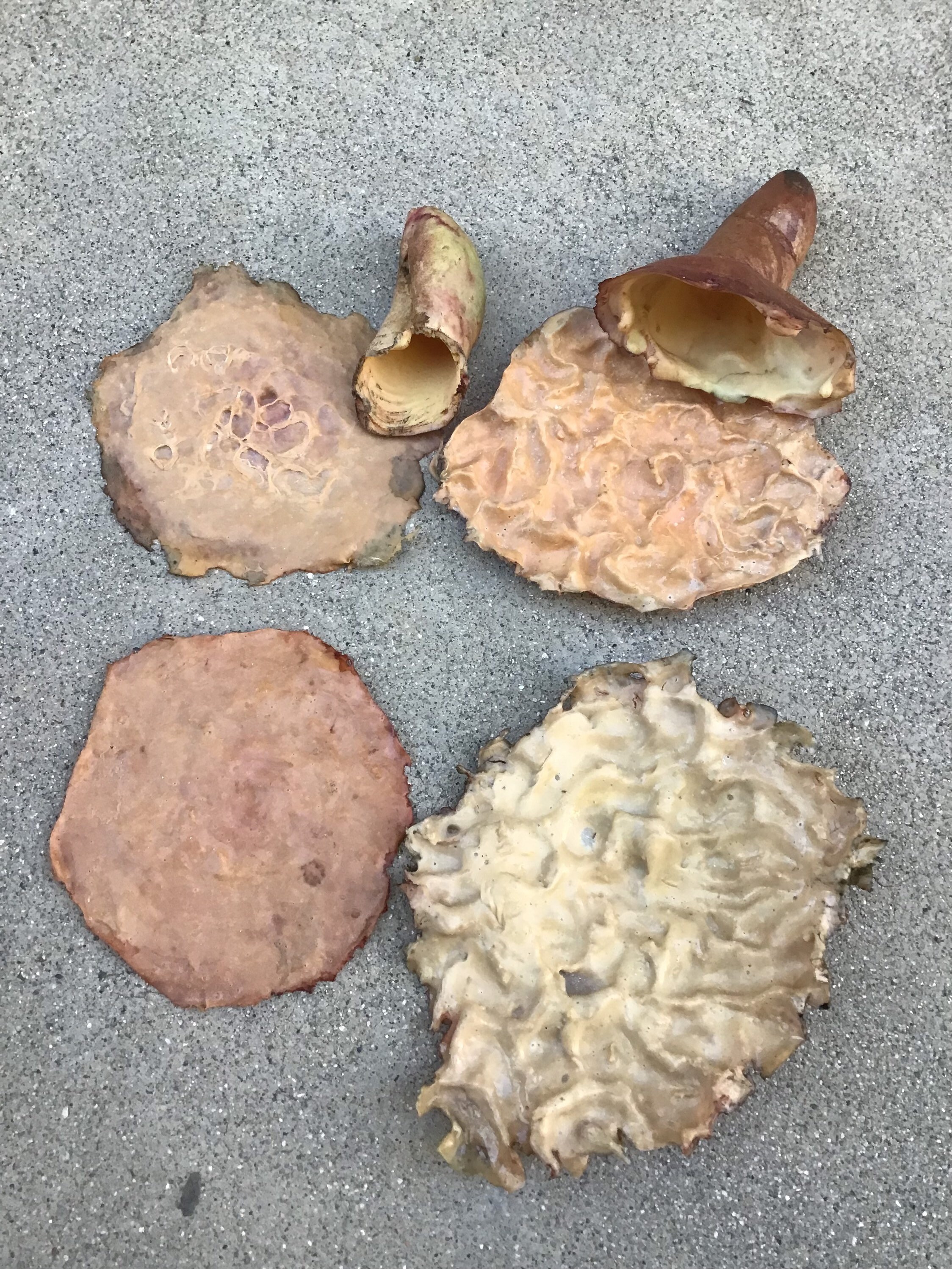 6 Piece Halloween Latex Body Parts Set - Etsy