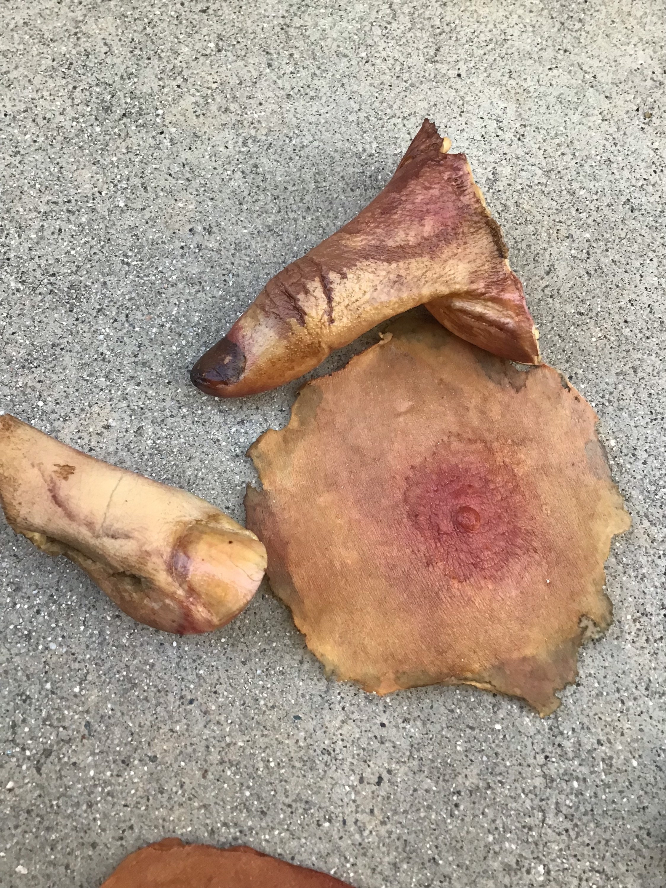 6 Piece Halloween Latex Body Parts Set - Etsy