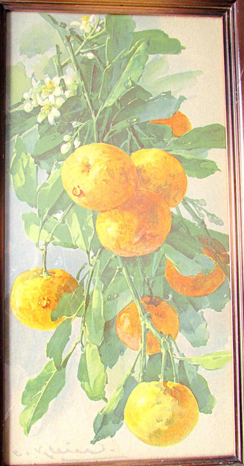 MCM Turner Wall Accessory Wood Framed Art Fruits TA12 17x31.5" Tall ...