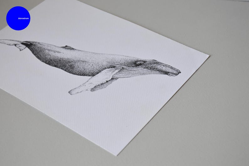 Humpback Whale Ink Pen - Humpback Whale, Ink Pen Drawing - Etsy