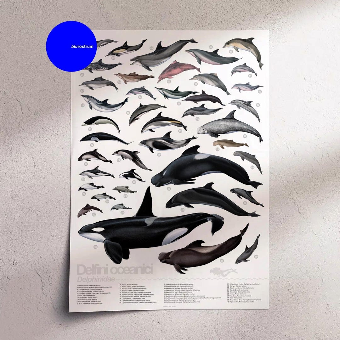 Cetacean Posters - Etsy
