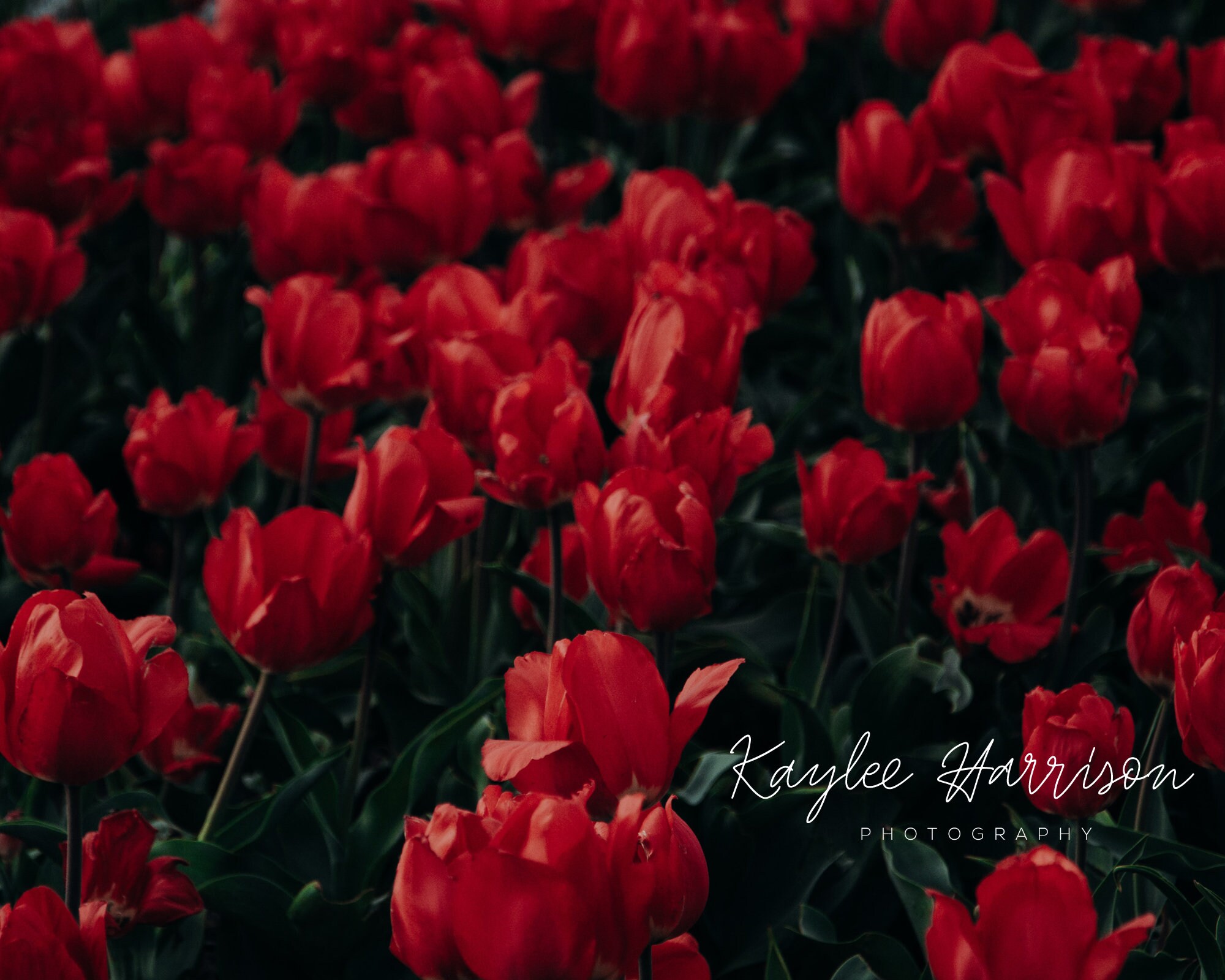 Watermark Logo Design Photography Logo Signature Logo - Etsy