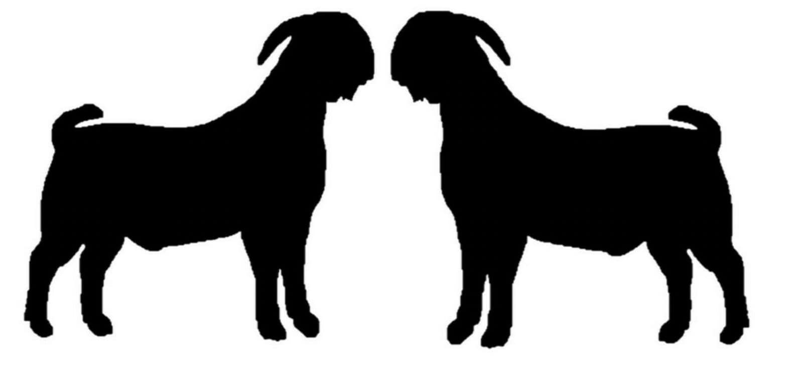Boer Goat Decals Stickers OS 154 (2 Decal Set) Goats Kiko - Etsy