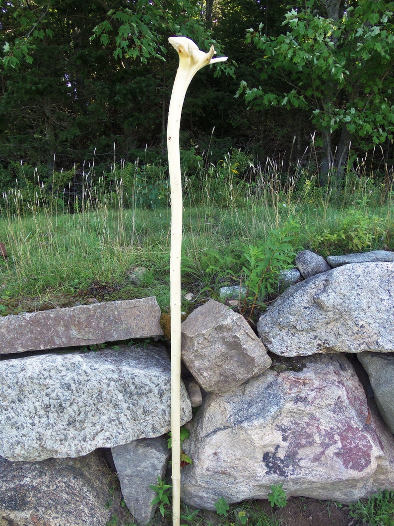 Large Wizard Staff - Etsy
