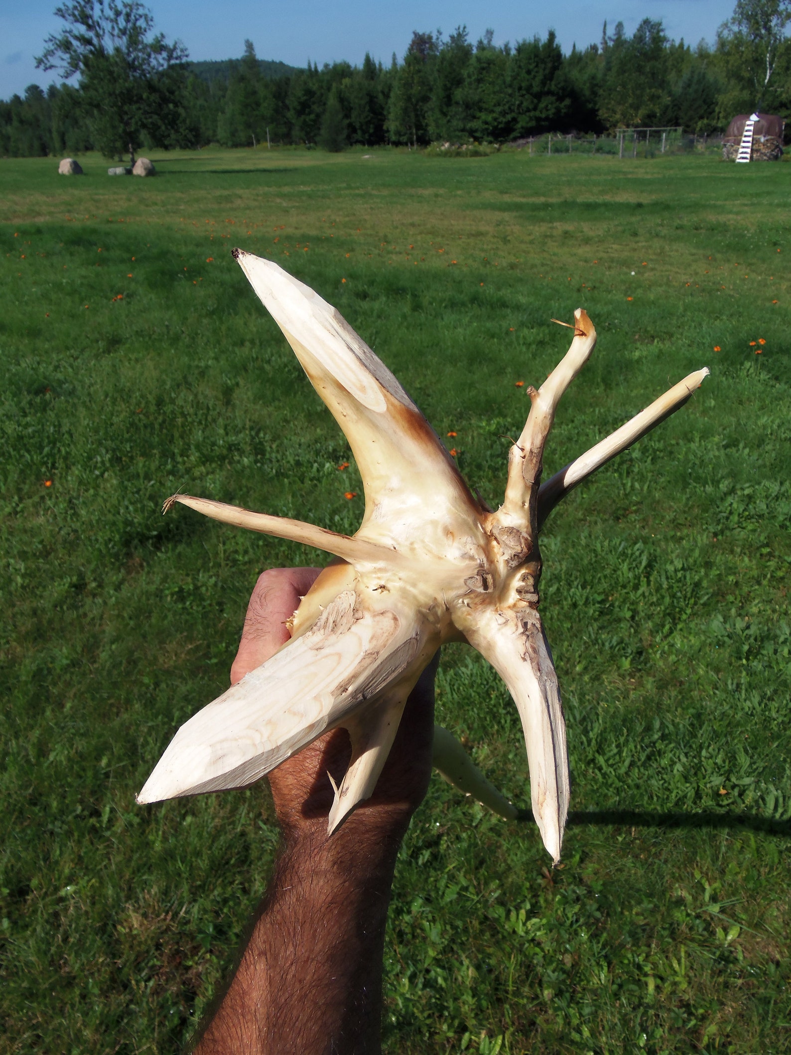 Large Wizard Staff - Etsy