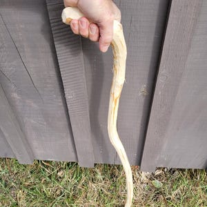 Unfinished Cane - Etsy