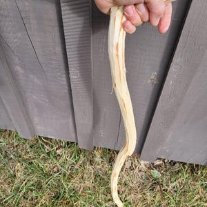 Unfinished Cane - Etsy