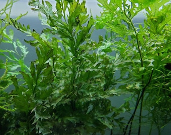 African Water Fern - Etsy